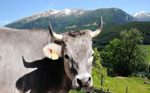 Herbert Plank – Skirennläufer aus Südtirol